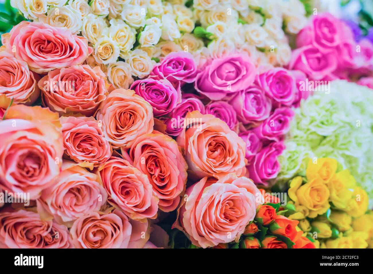Colorful beautiful flowers wall background - roses and carnations at ...
