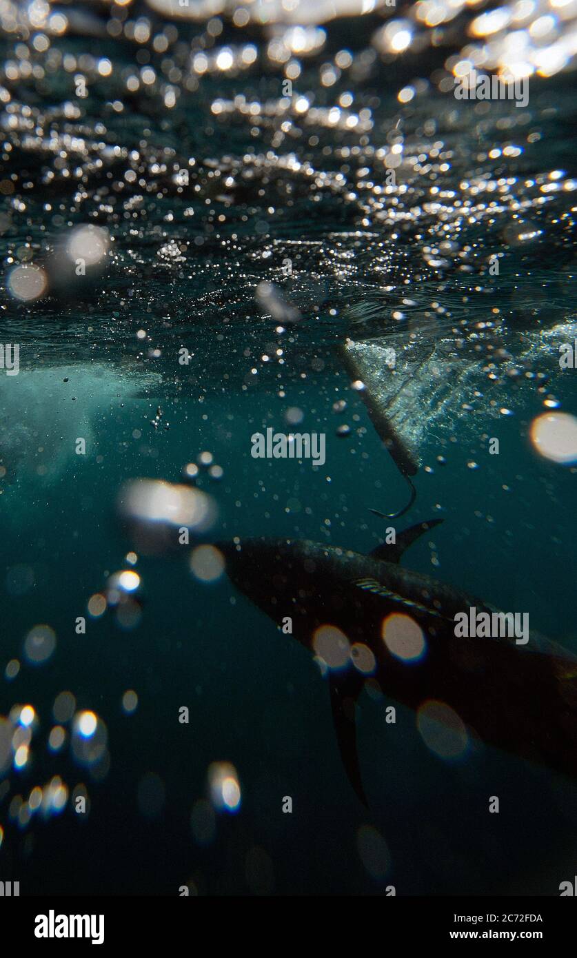 A hook tries to catch a bluefin tuna (Thunnus thynnus) that is stuck to ...