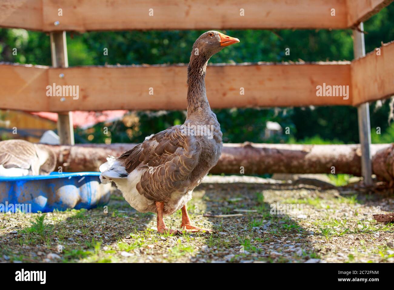 A cute portrait of a german goose Stock Photo - Alamy