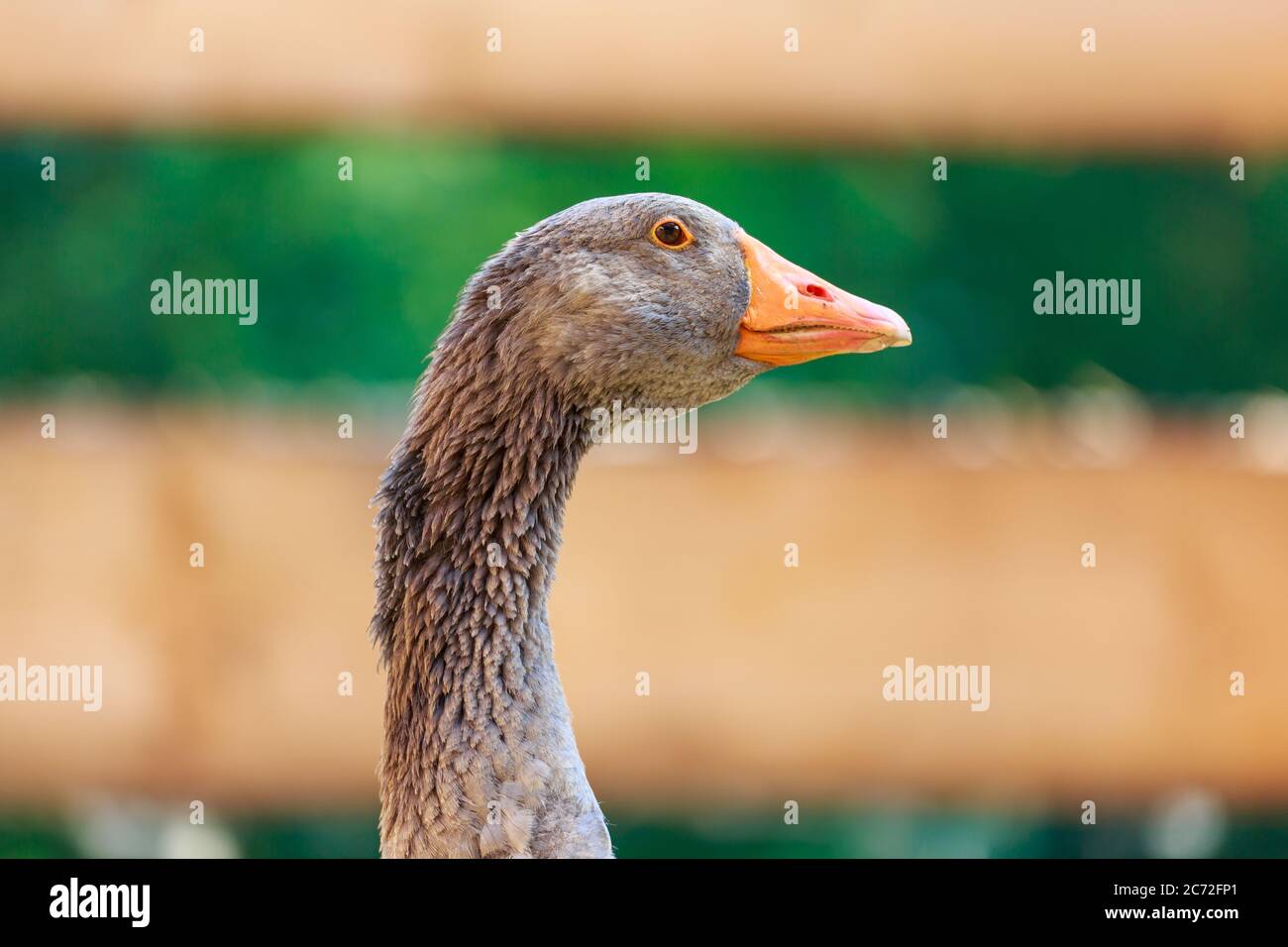 A cute portrait of a german goose Stock Photo - Alamy