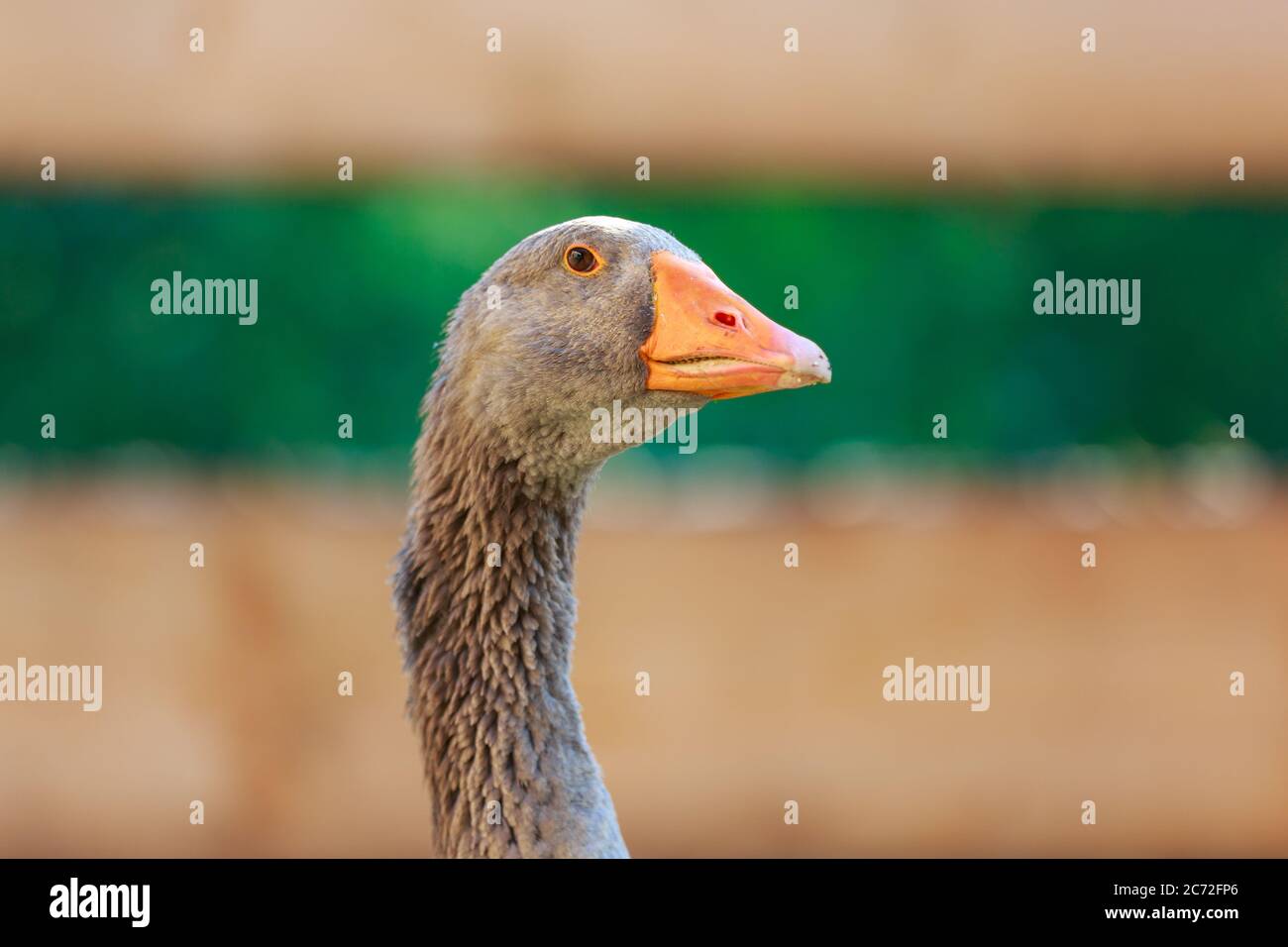 Long neck goose hi-res stock photography and images - Alamy