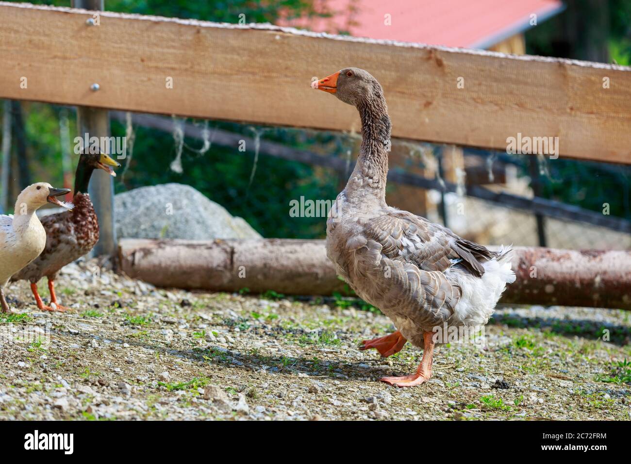 Long neck goose hi-res stock photography and images - Alamy