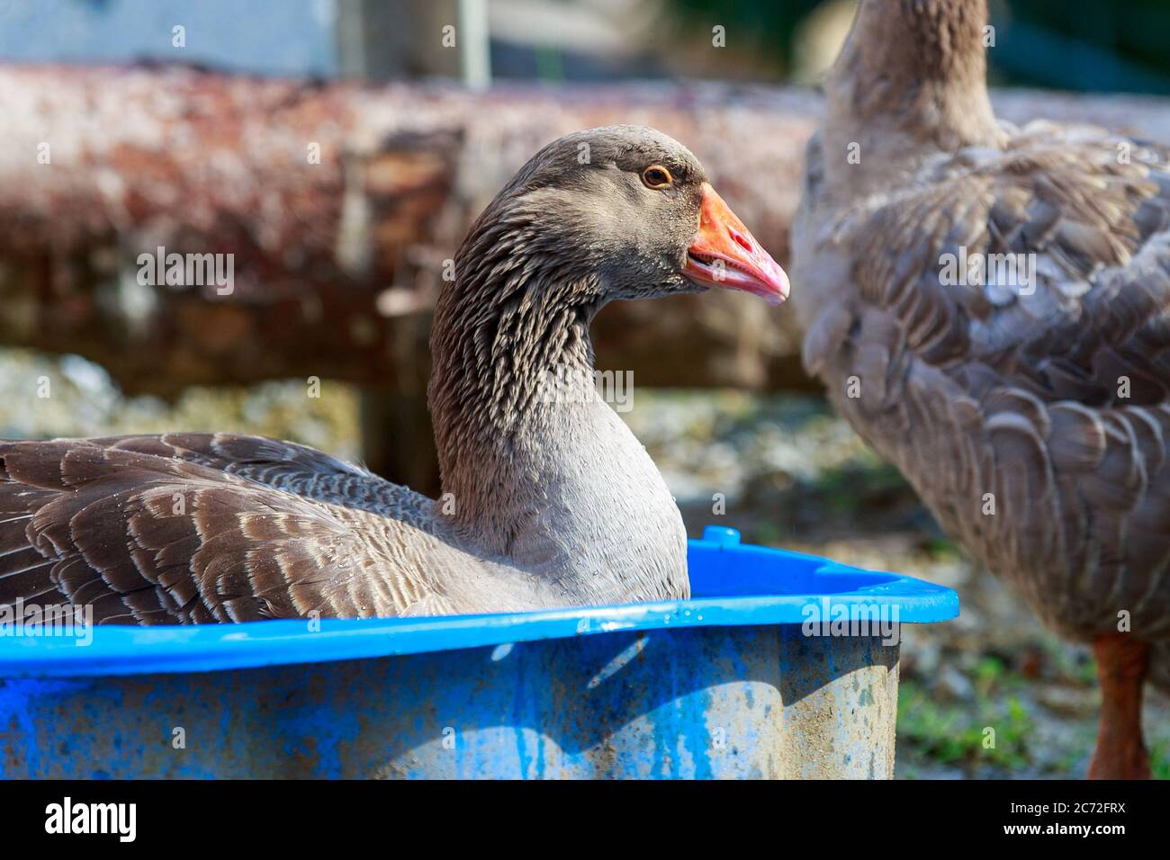 A cute portrait of a german goose Stock Photo - Alamy