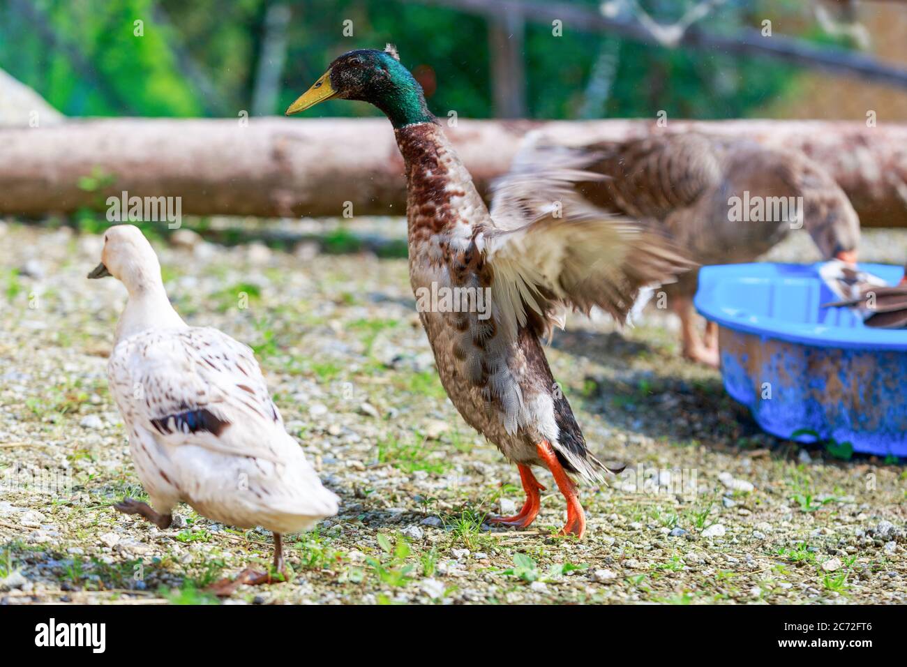 German duck hi-res stock photography and images - Alamy