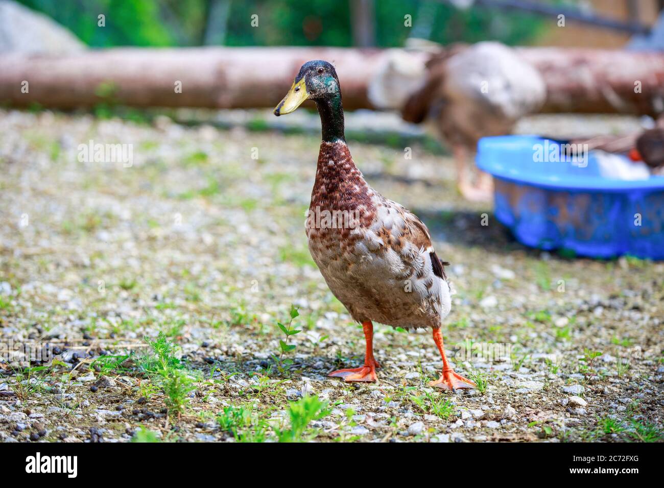 German duck hi-res stock photography and images - Alamy