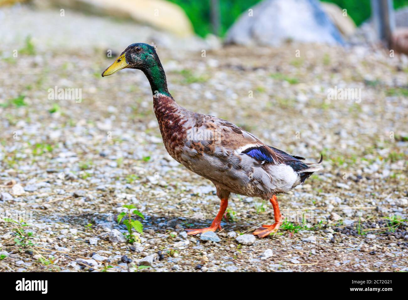 A portrait of a german male duck Stock Photo - Alamy