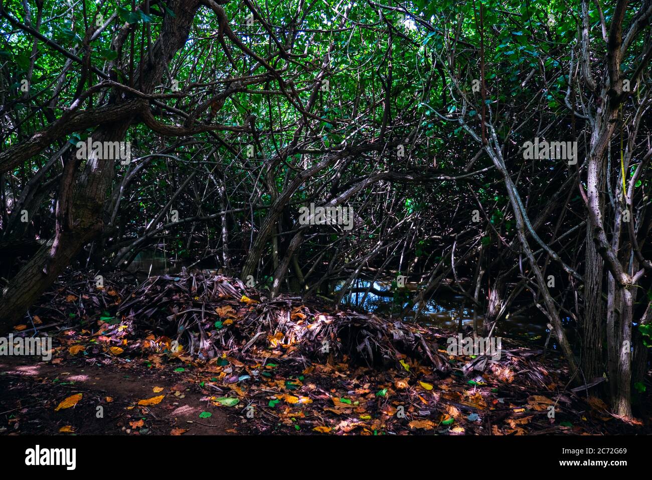 Overgrowth leaves hi-res stock photography and images - Alamy
