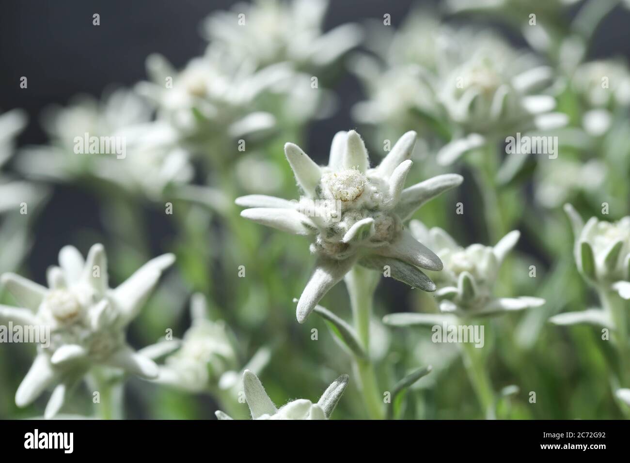 Alpen edelweiss hi-res stock photography and images - Alamy