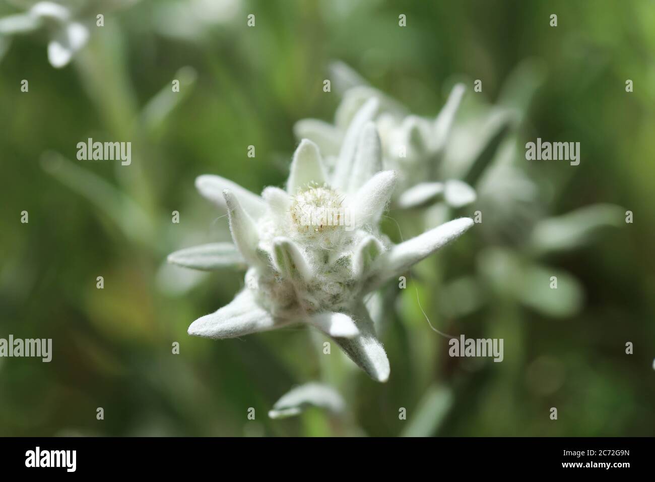 Alpen symbol hi-res stock photography and images - Alamy