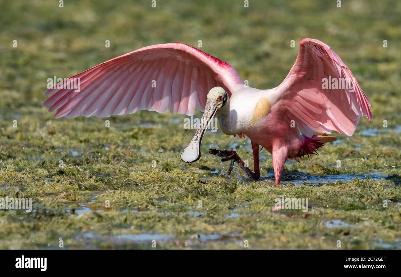 Roseate Spoonbill in Southern Florida Stock Photo - Alamy