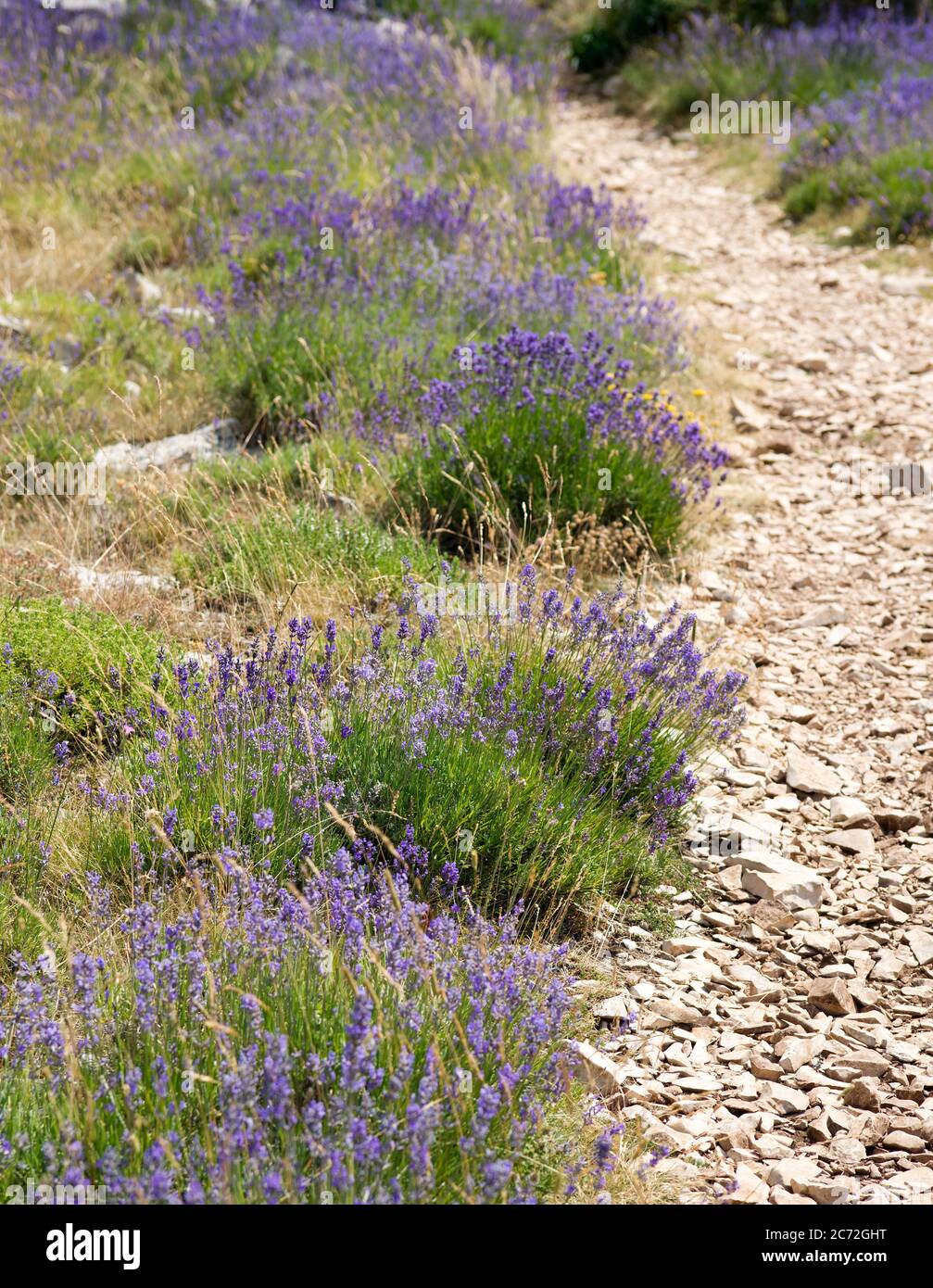 Wildflowers provence france hi-res stock photography and images - Alamy