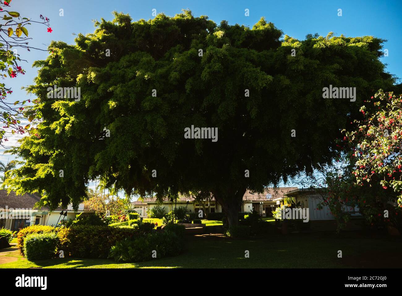 Tree kauai hawaii hi-res stock photography and images - Alamy