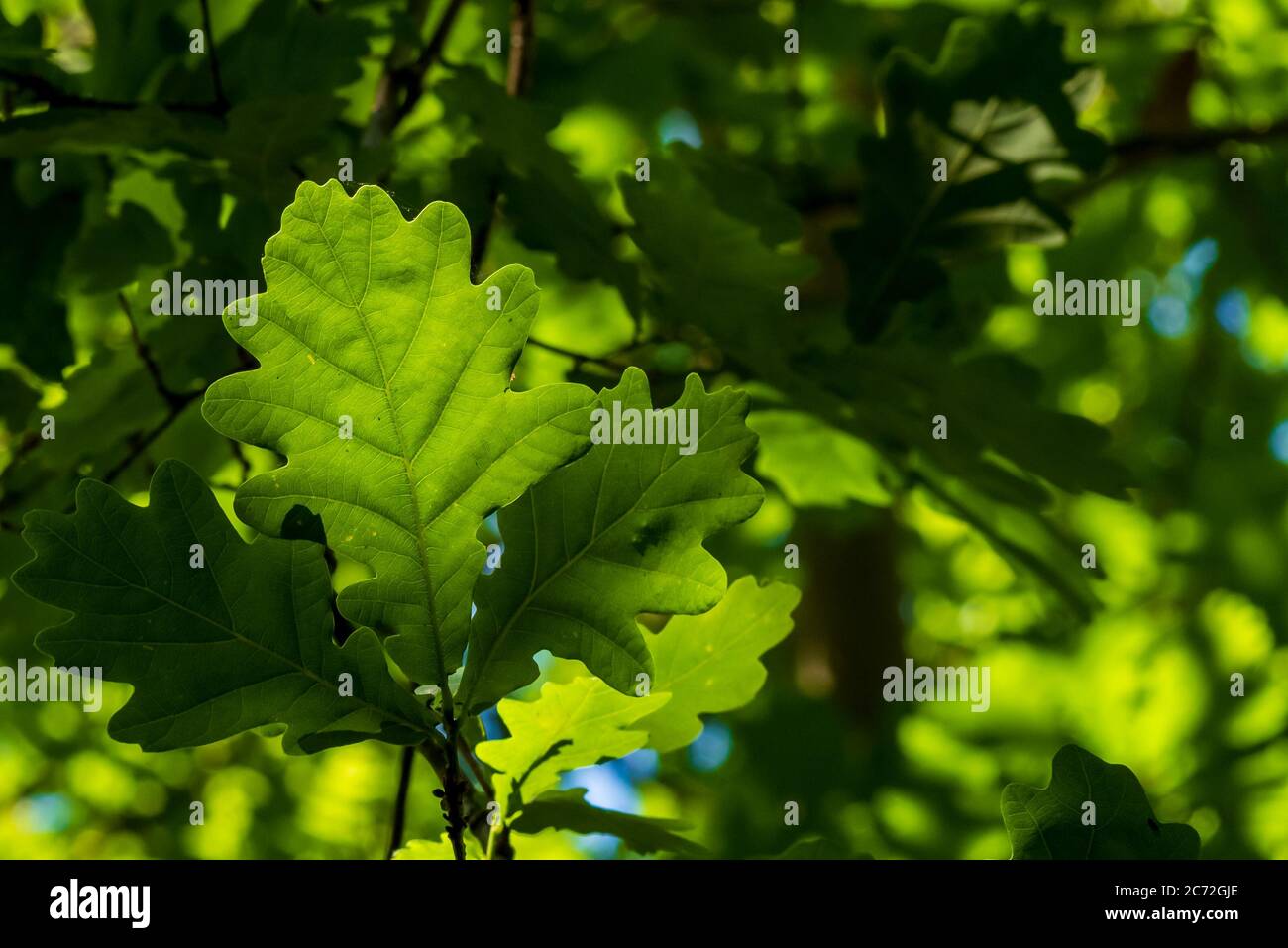 Green oak leaf hi-res stock photography and images - Alamy