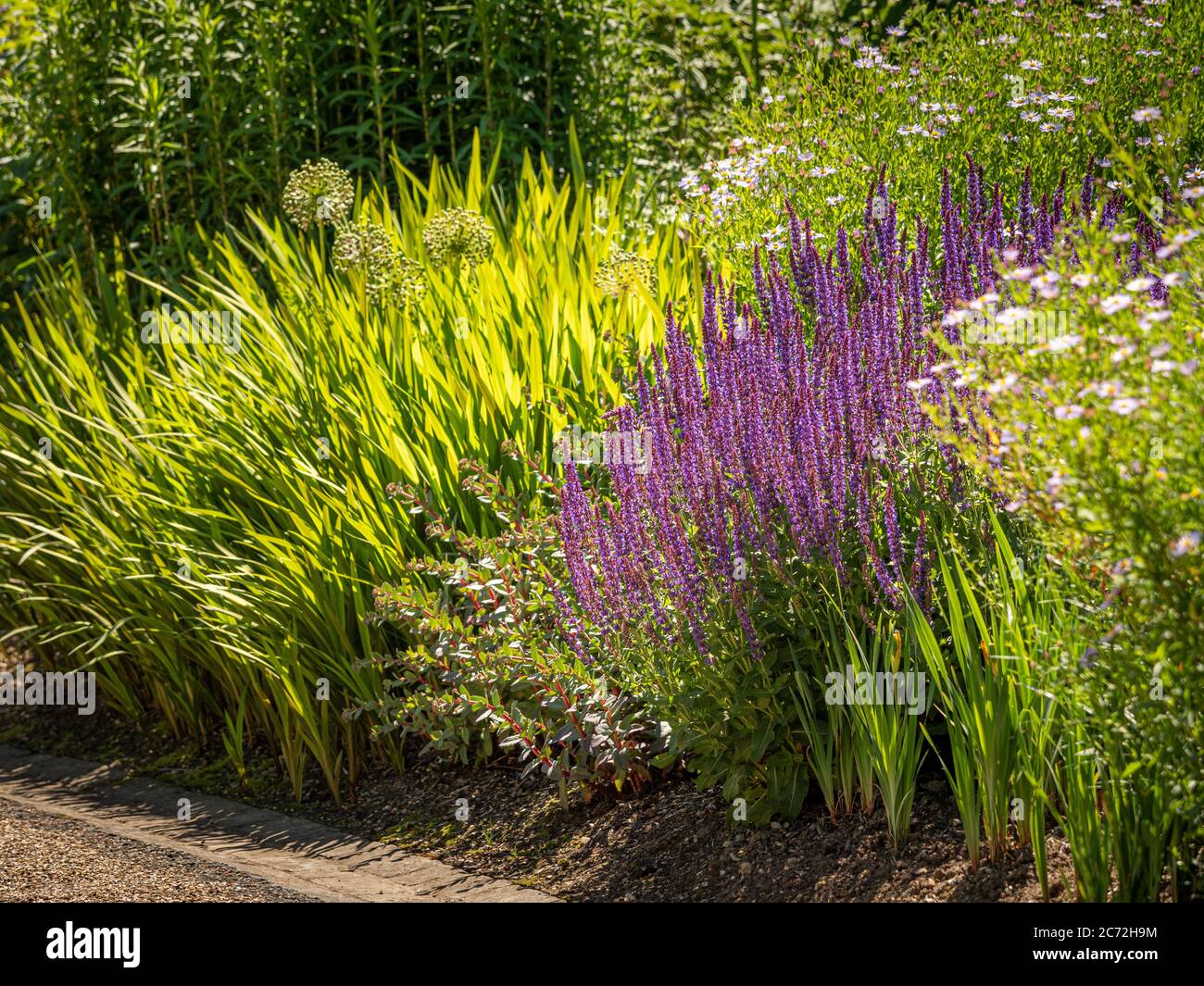 Allium seed heads hi-res stock photography and images - Alamy