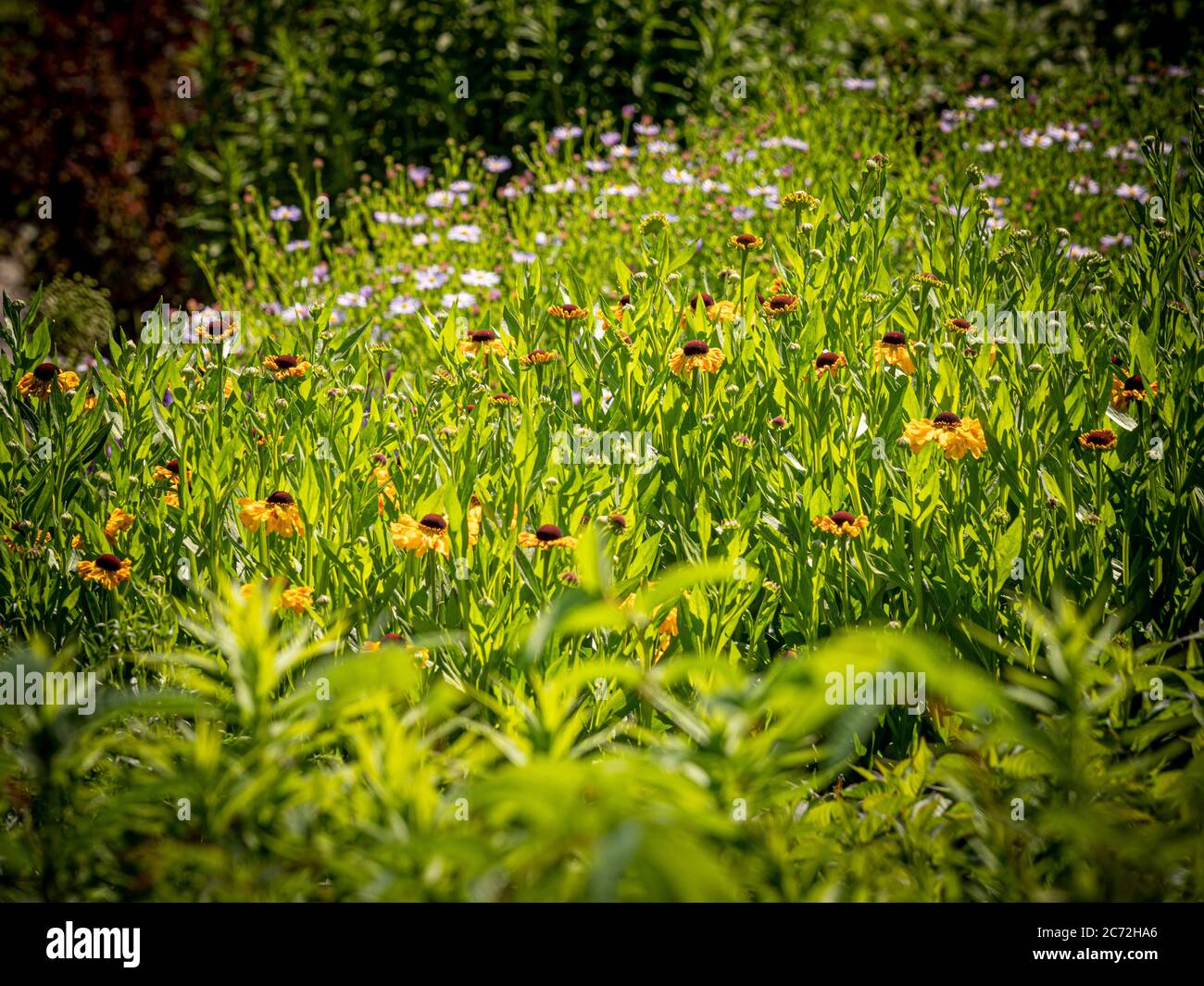 Backlit yellow daisy-like flowers of Helenium growing in a flower ...