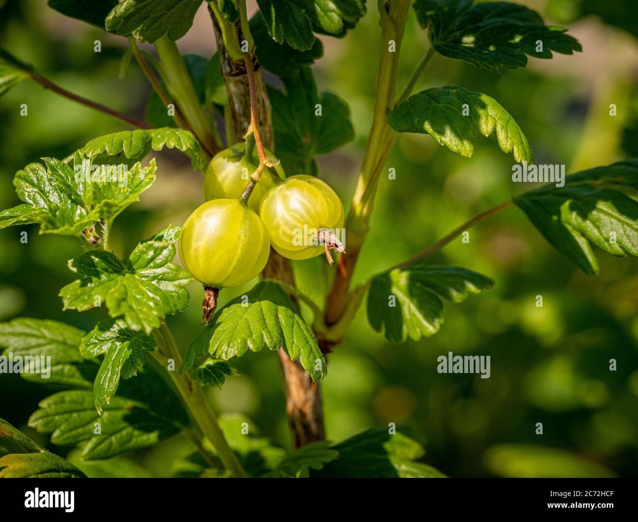 Gooseberry bush england hi-res stock photography and images - Alamy