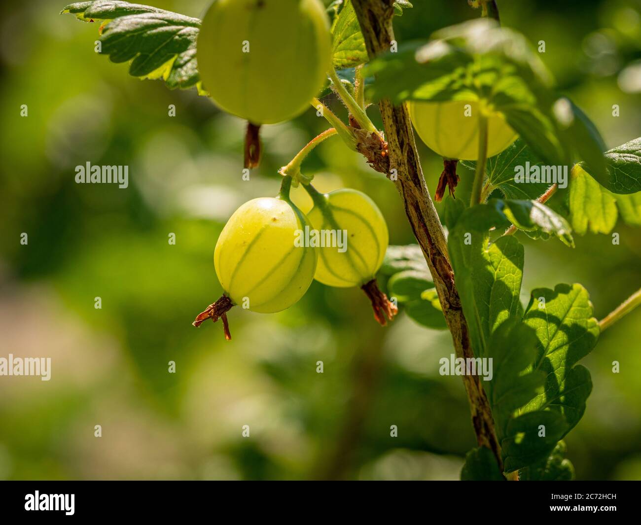 Gooseberry fruits growing on the vine, in a garden Stock Photo - Alamy