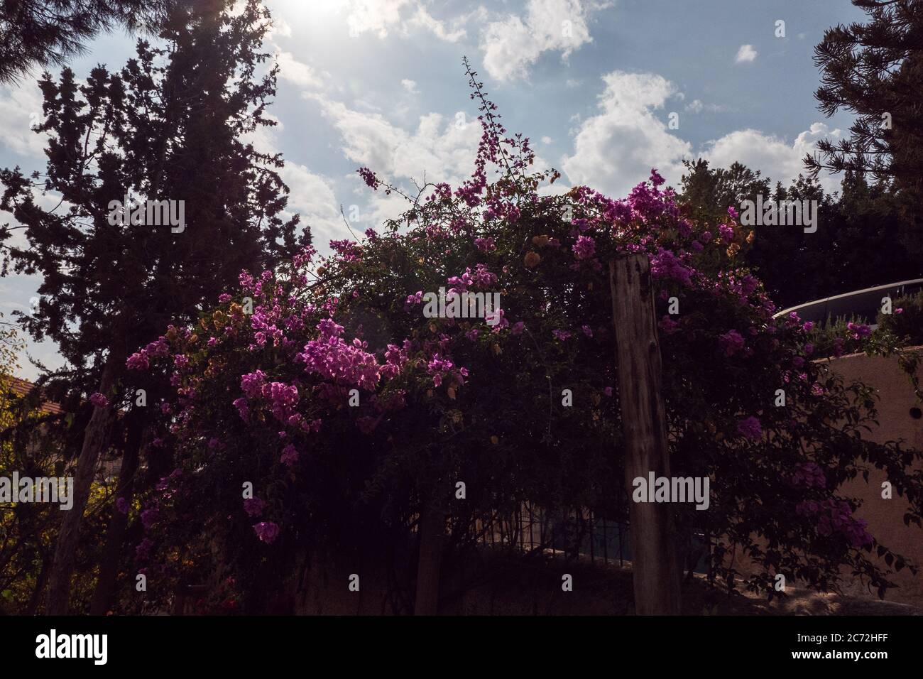 Sensational flowers hi-res stock photography and images - Alamy