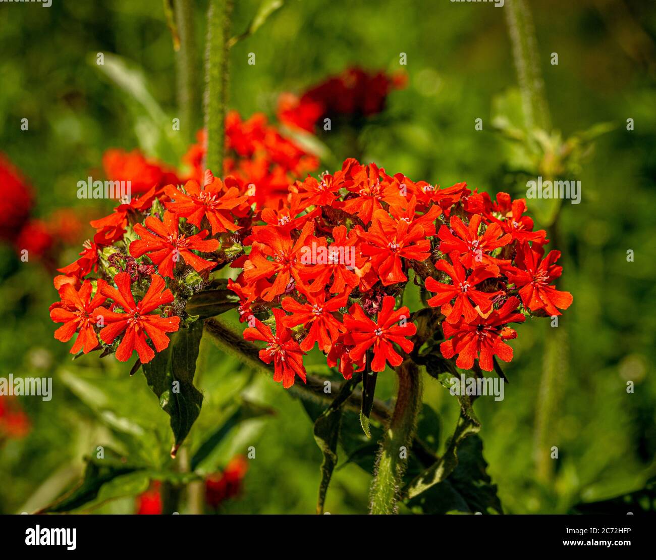 Orange-red flowers of Lychnis chalcedonica 'Red Cross'. Also know as ...