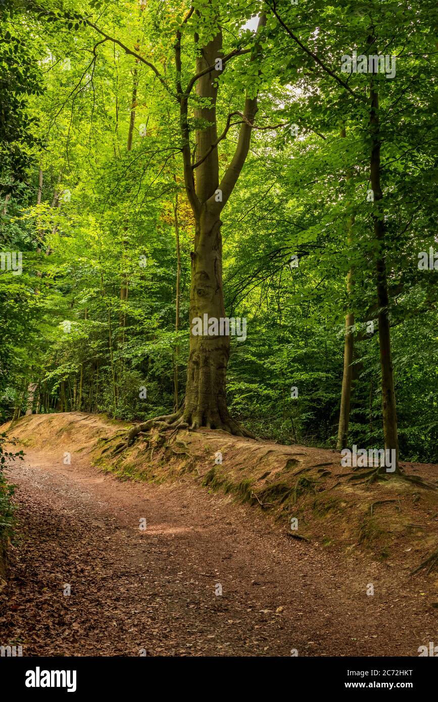 Path through the shady forest Stock Photo - Alamy
