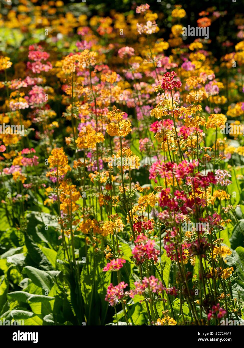 Backlit Candelabra Primula growing in a garden Stock Photo - Alamy