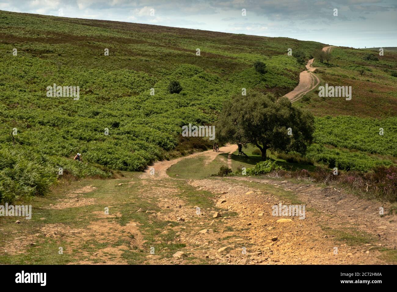 Quantock hills walk hi-res stock photography and images - Alamy