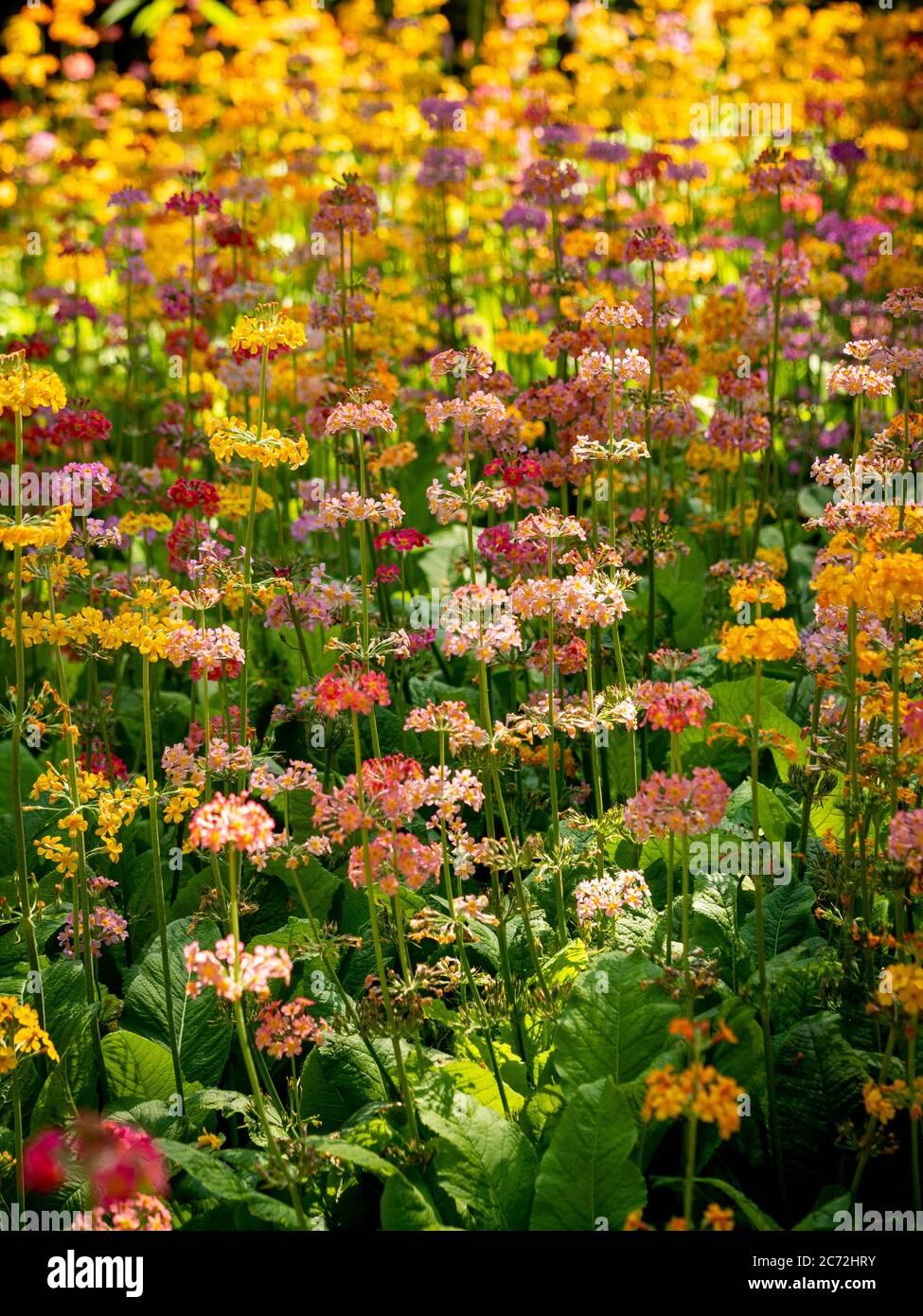Candelabra Primulas Primula High Resolution Stock Photography and ...