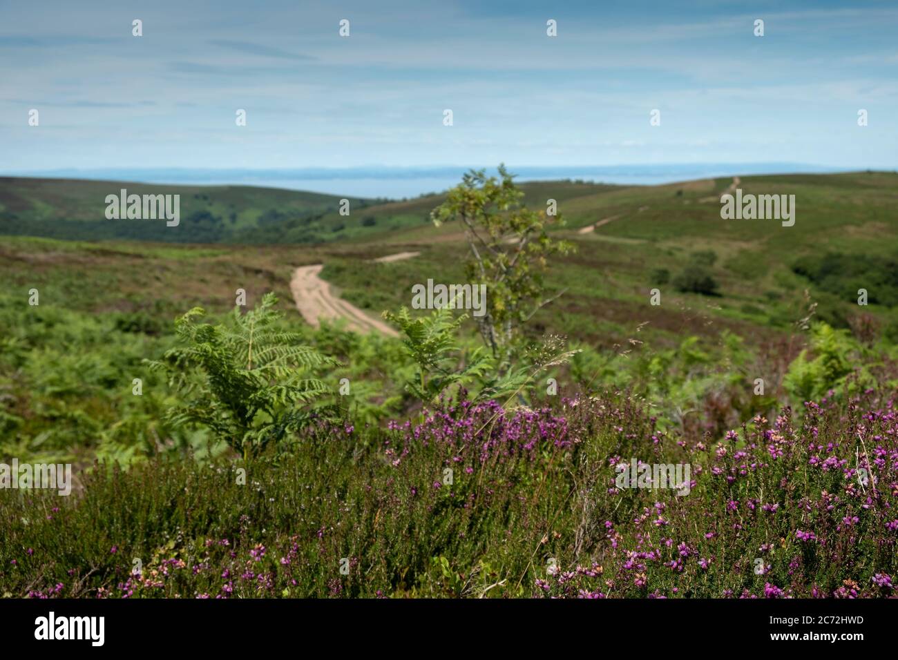 Quantock hills walk hi-res stock photography and images - Alamy