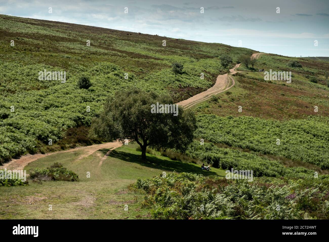 Quantock hills walk hi-res stock photography and images - Alamy