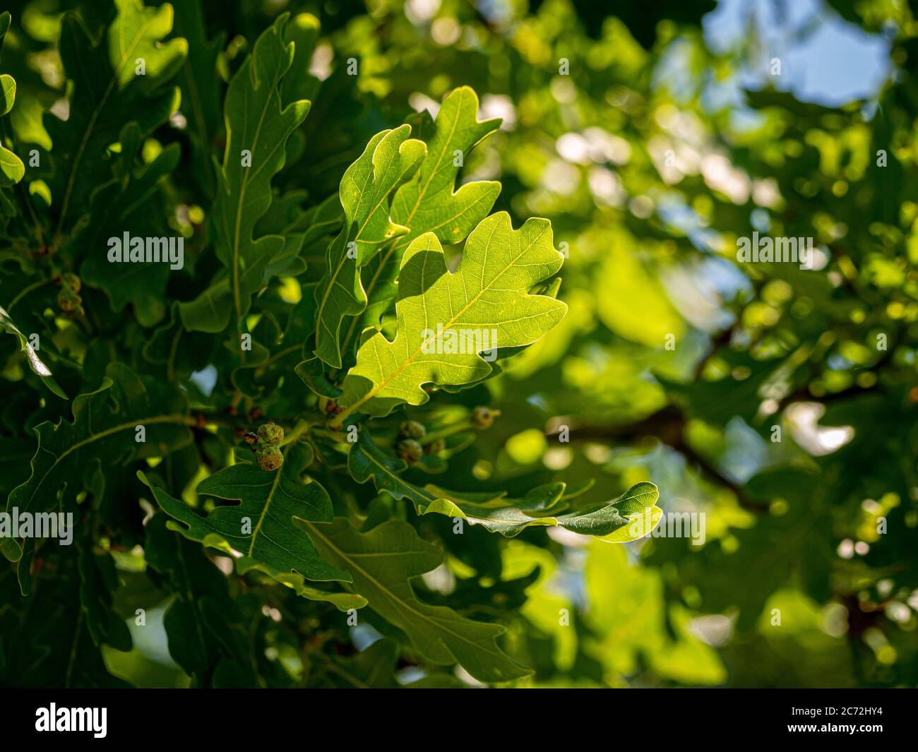 Oak tree leaves hi-res stock photography and images - Alamy
