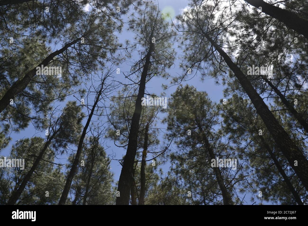 Trees in a reforestation farm in the interior of Brazil, with a view ...
