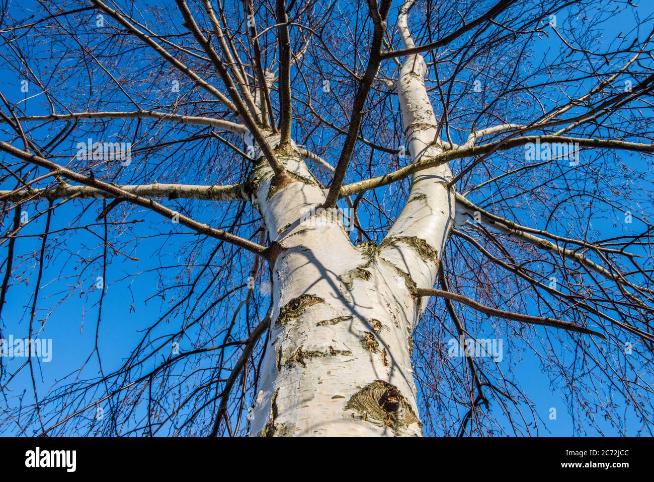 White birch tree tops hi-res stock photography and images - Alamy