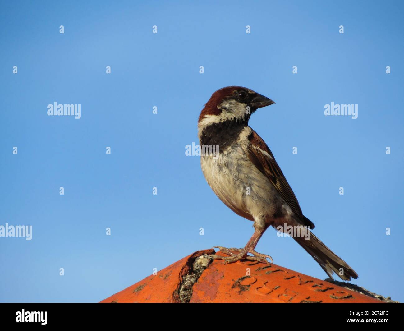 Sparrow wildlife bird hi-res stock photography and images - Alamy