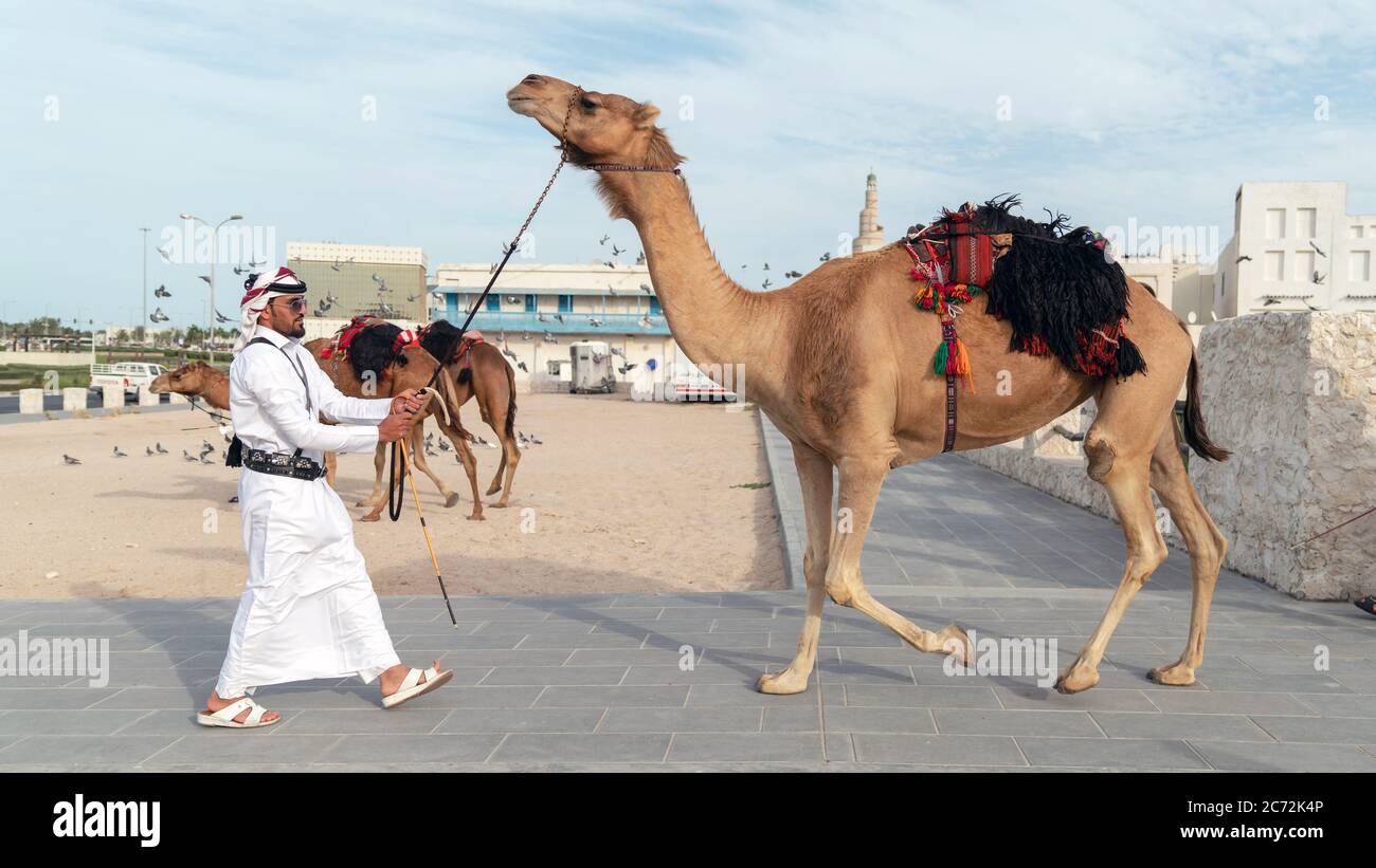 Doha, Qatar - February 2019: Qatari Police with camel who patrol the ...