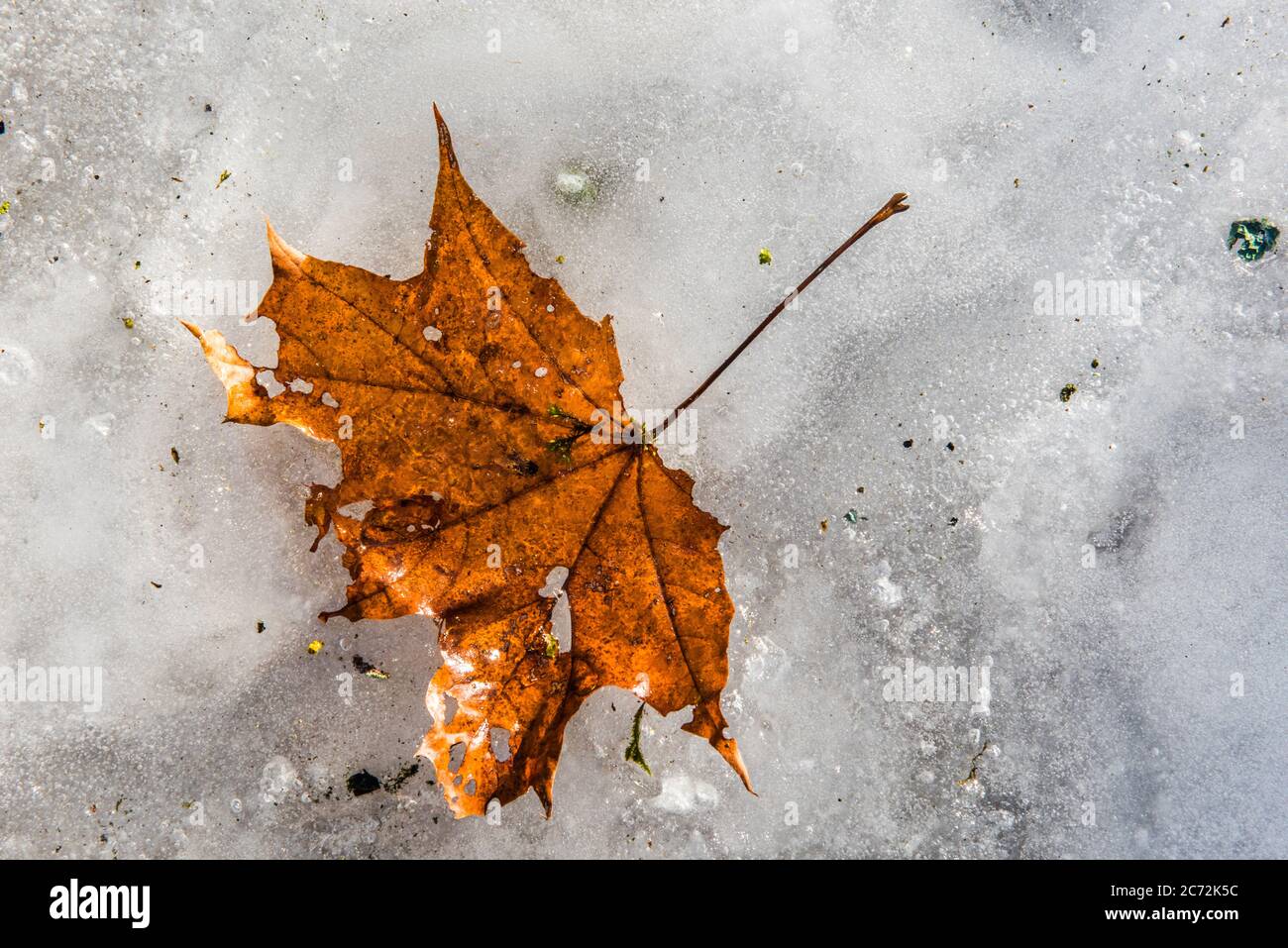 Maple leaf frozen in ice on winter background Stock Photo - Alamy