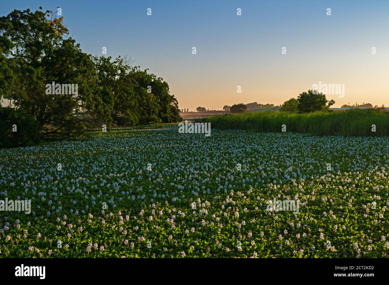 Water Hyacinth Invasive