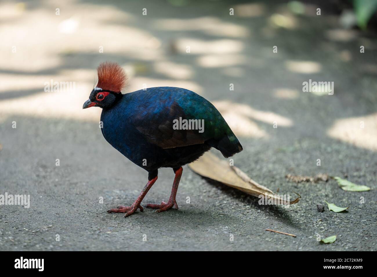 The crested partridge, Rollulus rouloul, also known as the crested wood ...