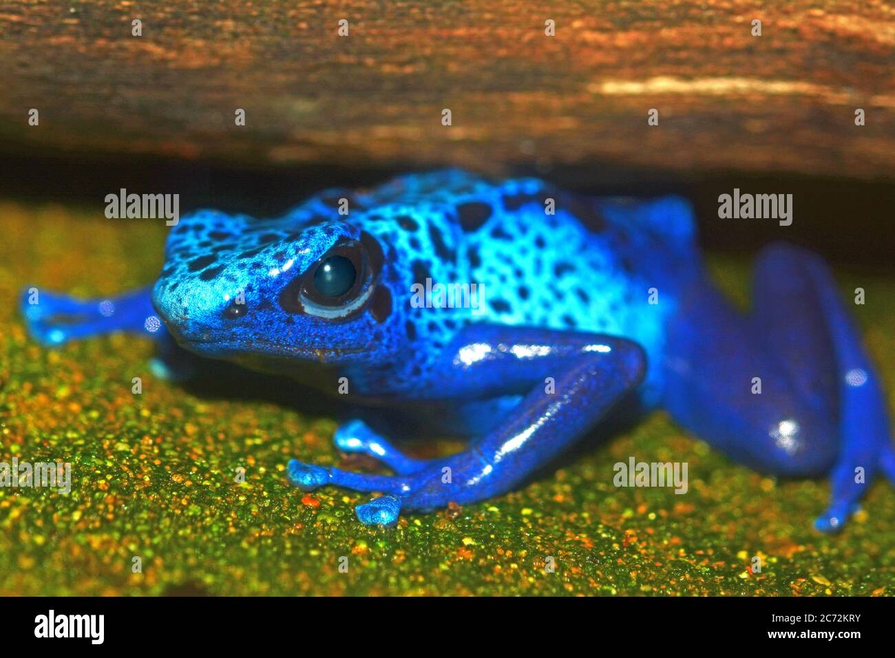 Blue poison dart frog Stock Photo - Alamy