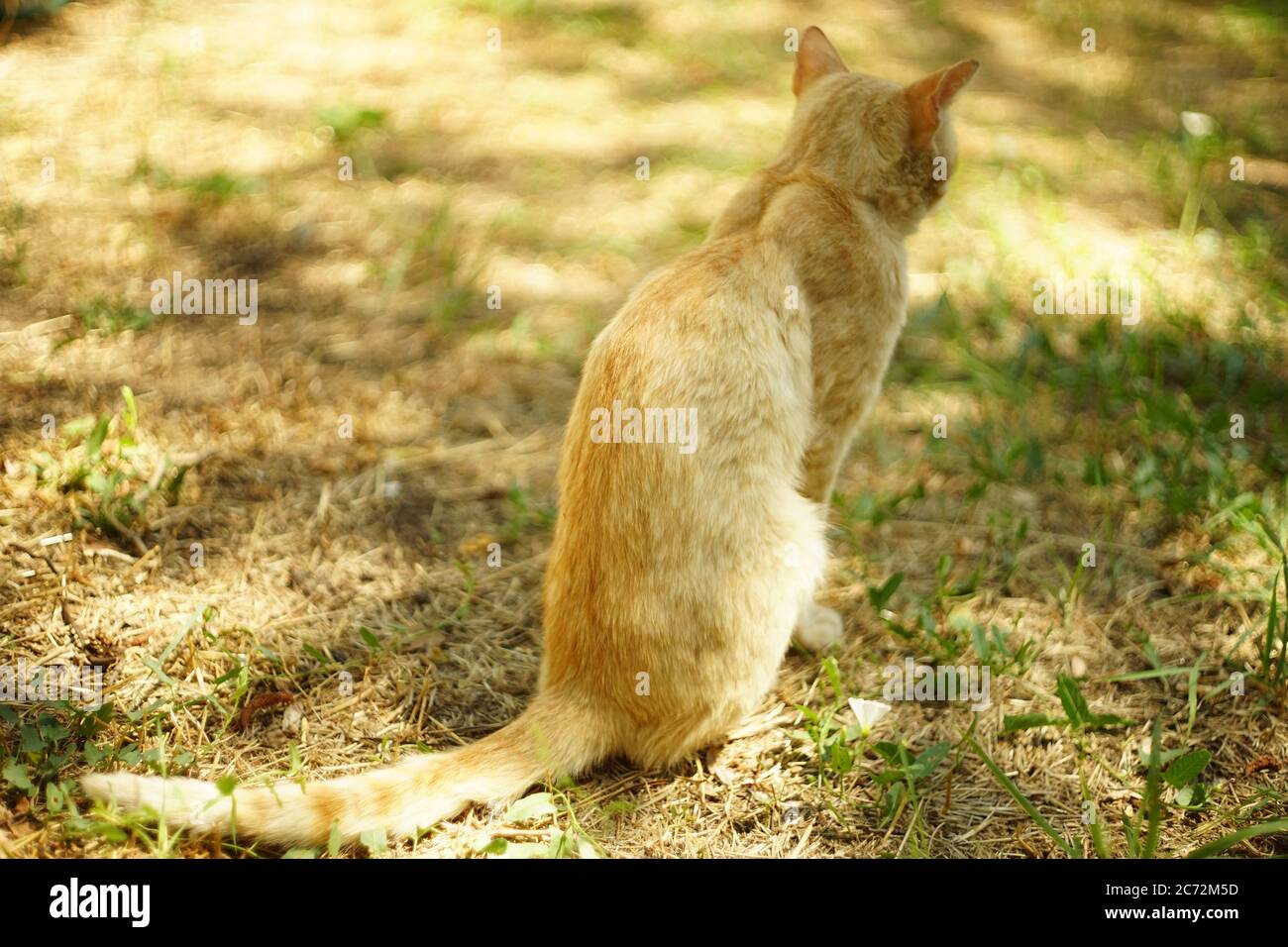 Ginger cat sitting in the summer garden. Back view Stock Photo - Alamy