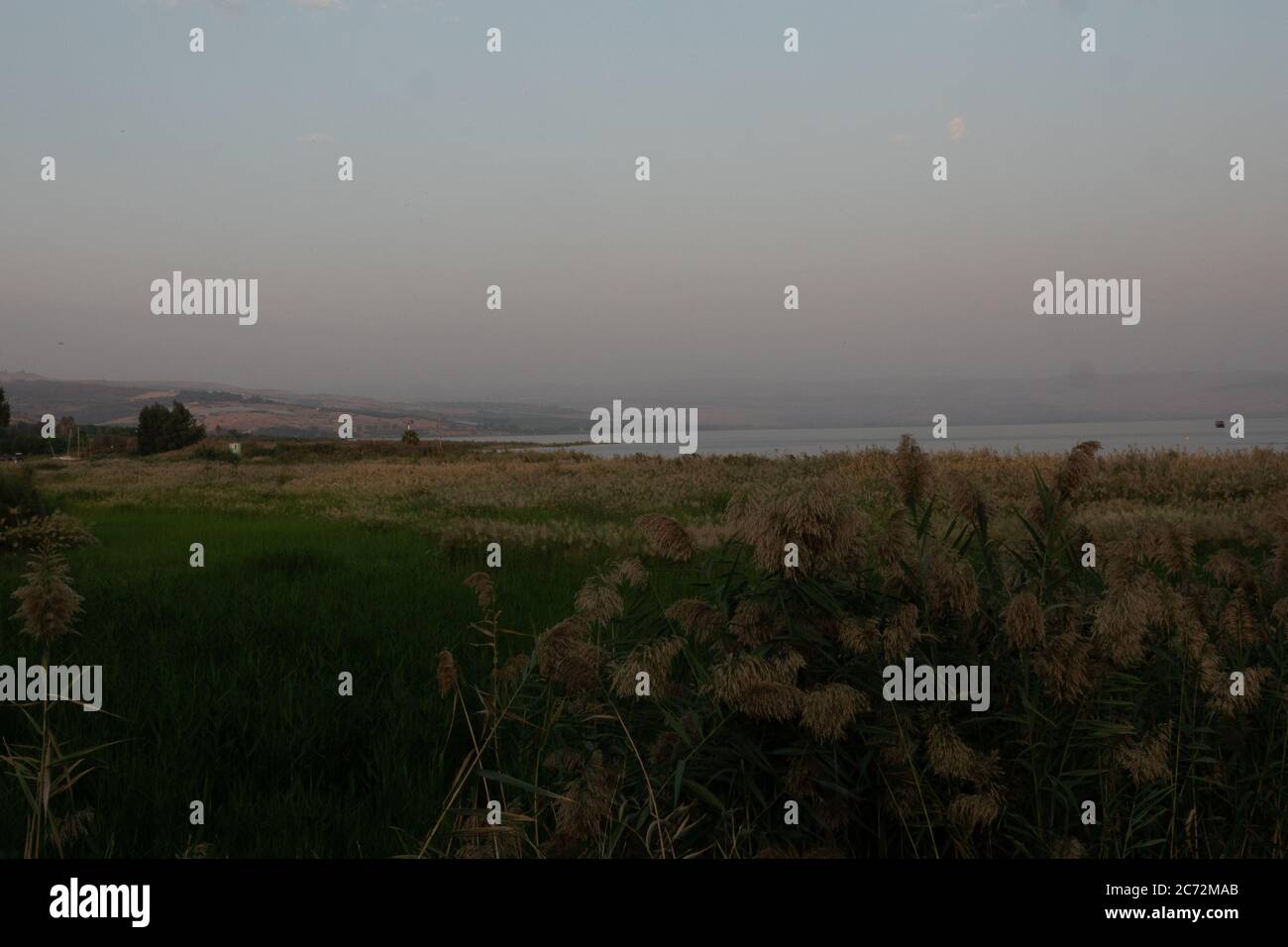 Wheat on the field, Galilee Israel Stock Photo - Alamy
