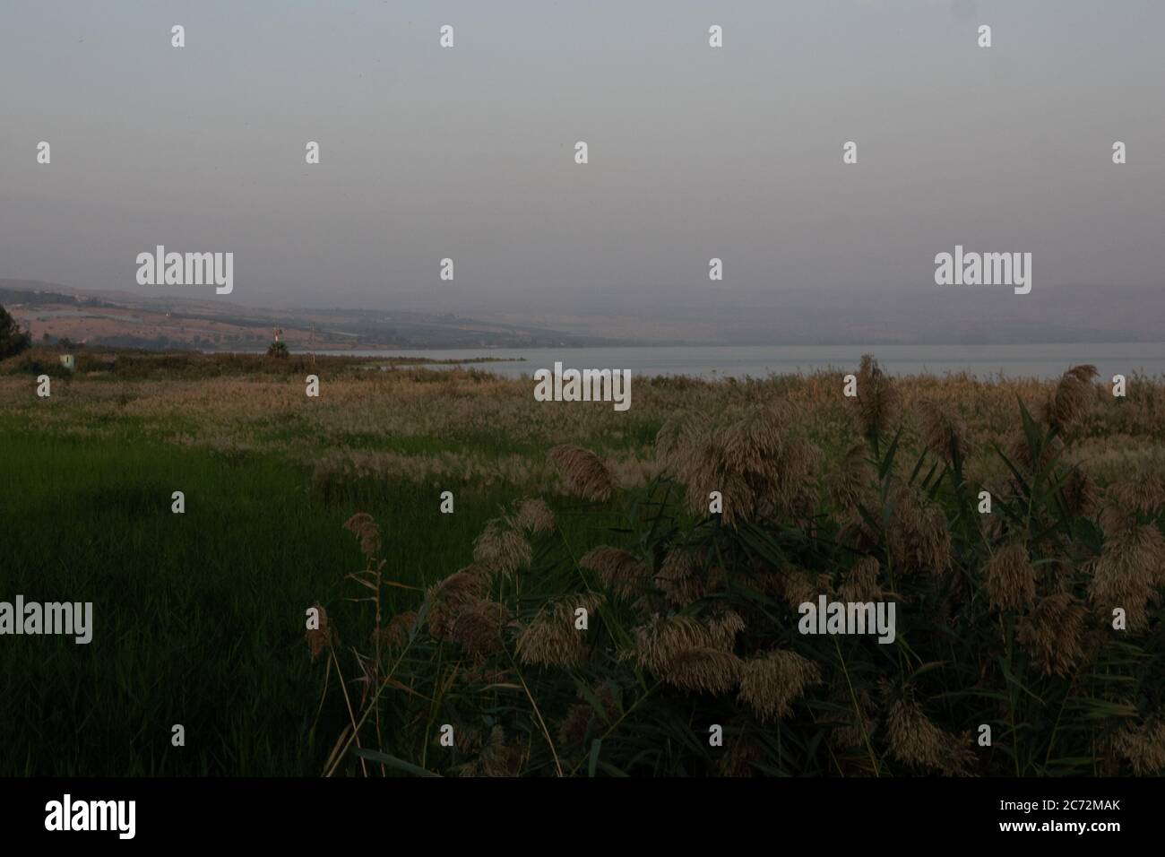 Wheat on the field, Galilee Israel Stock Photo - Alamy