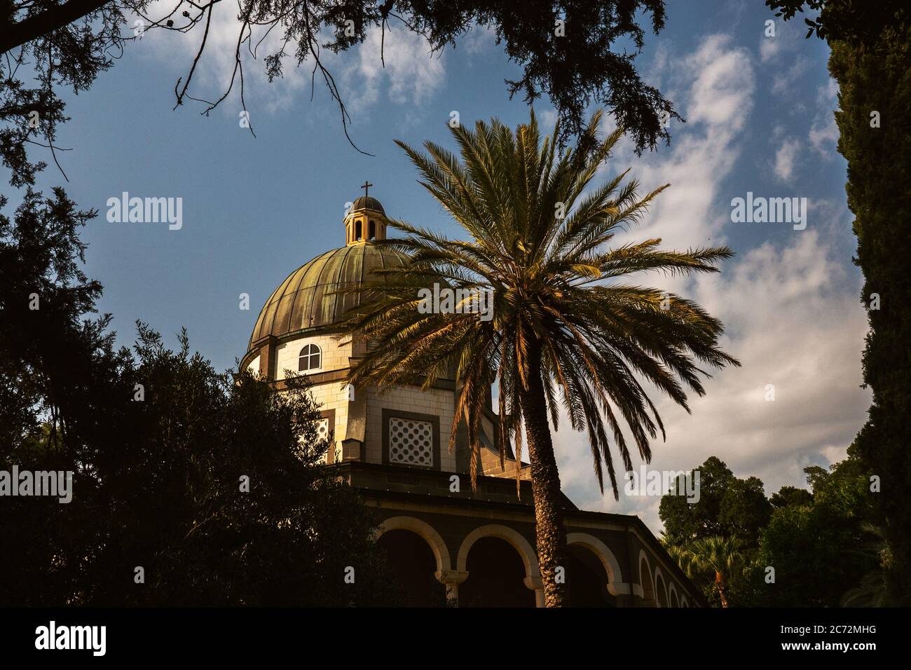 Palm tree, Galilee Israel Stock Photo - Alamy
