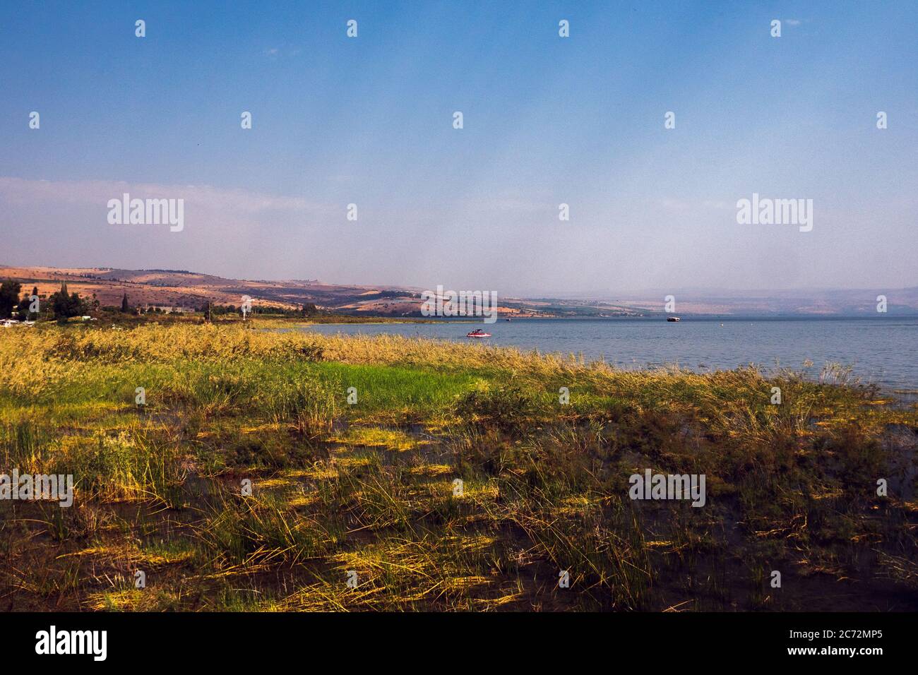 Wheat field, Galilee Israel Stock Photo - Alamy