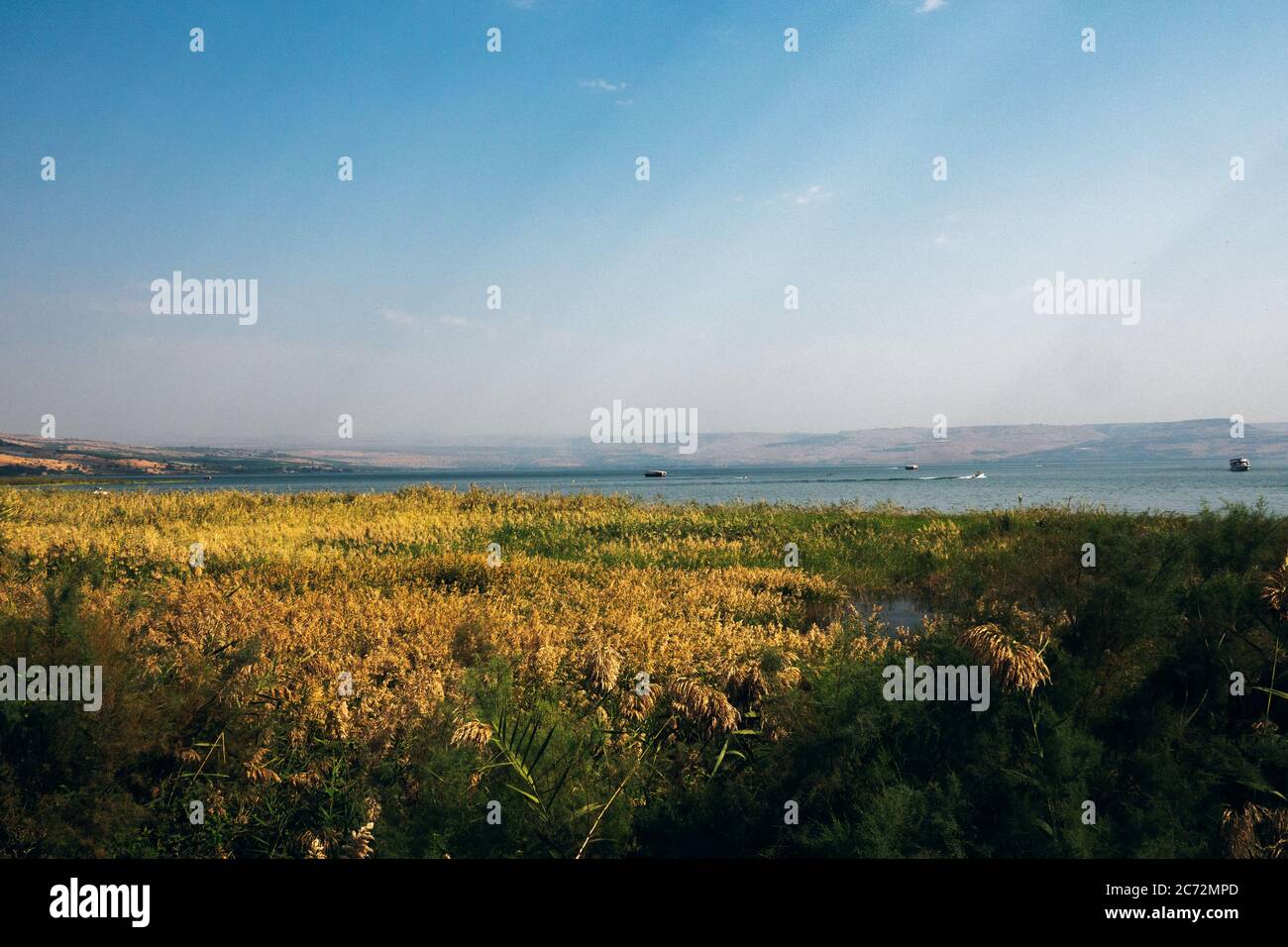 Wheat field, Galilee Israel Stock Photo - Alamy