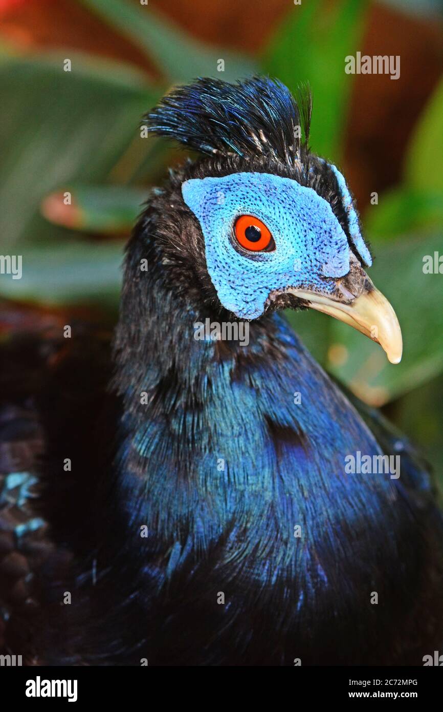 crested fireback (Lophura ignita Stock Photo - Alamy