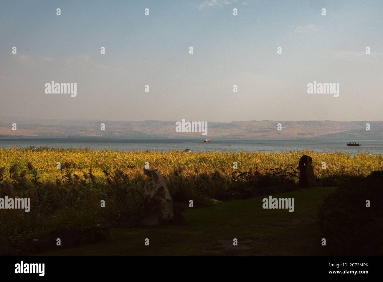 Wheat field, Galilee Israel Stock Photo - Alamy