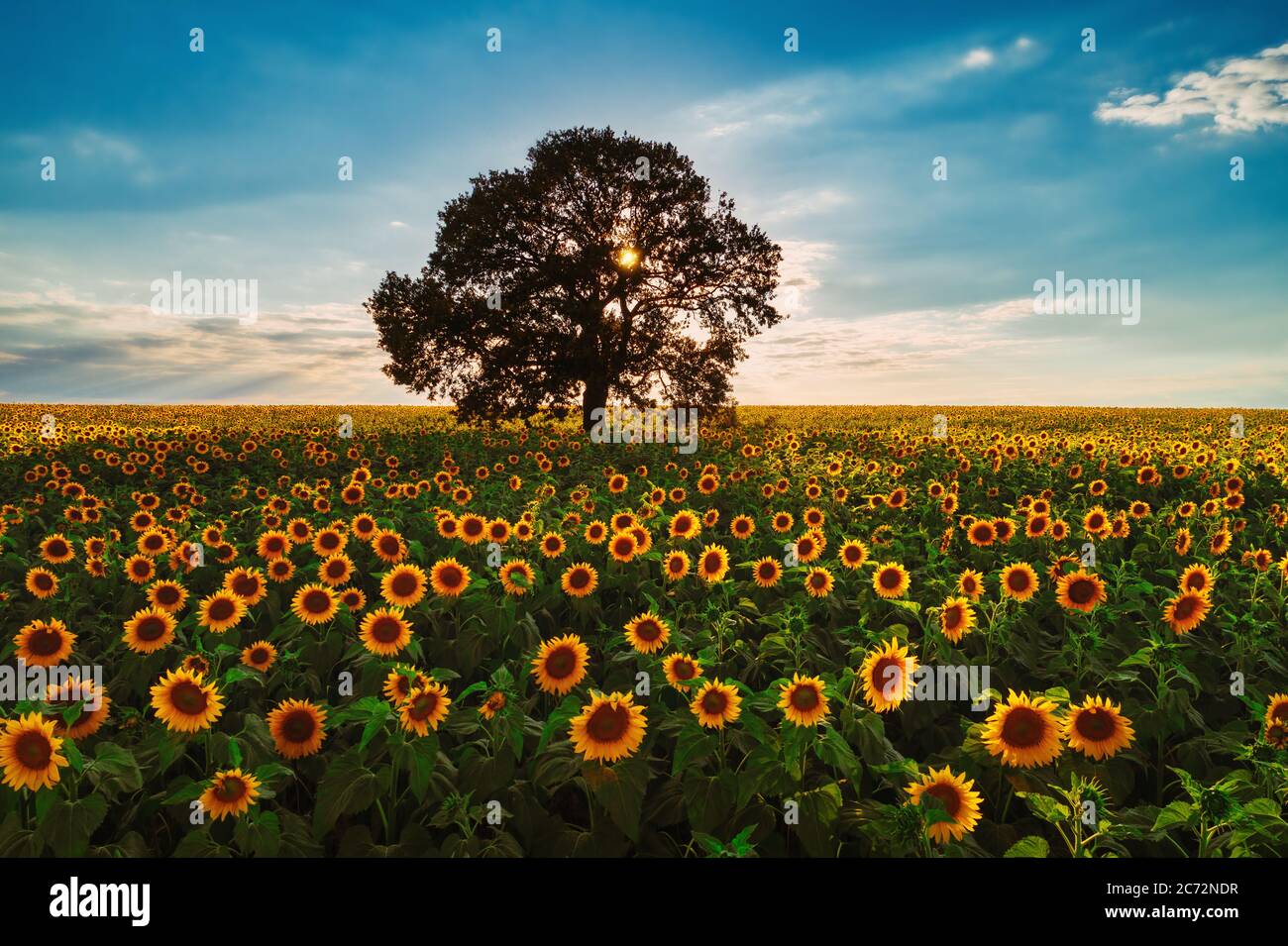 Tree With Sunflowers Fields