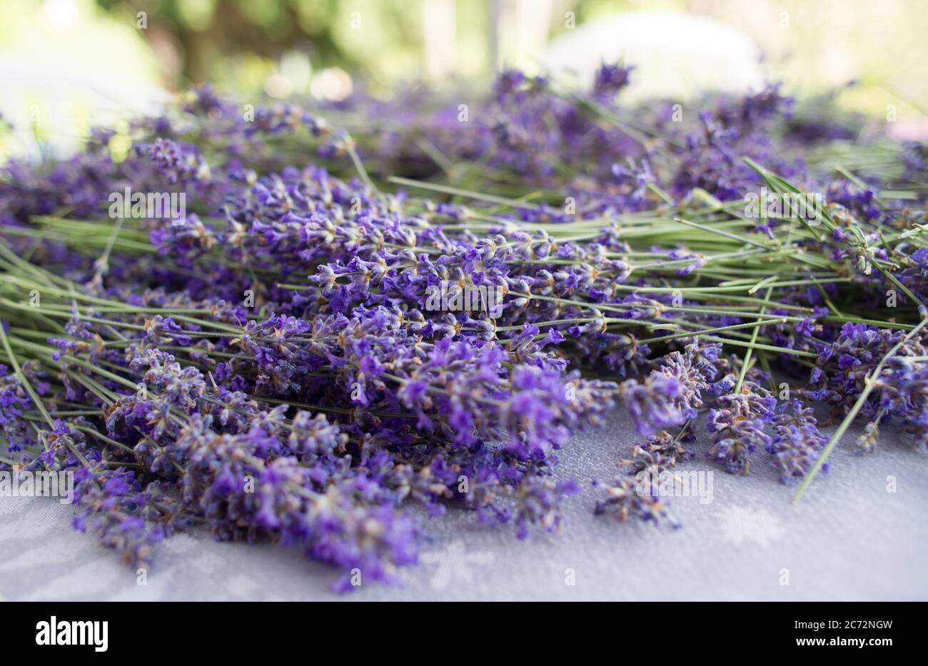 Cut lavender flowers hi-res stock photography and images - Alamy