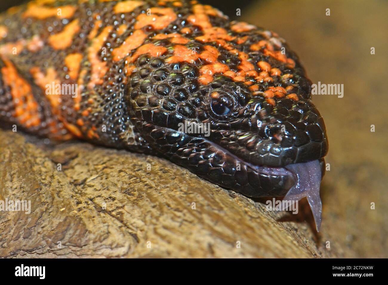Gila Monster High Resolution Stock Photography and Images - Alamy