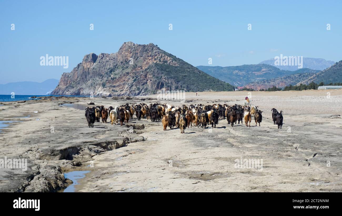 Turkey shepherd goats goat hi-res stock photography and images - Alamy